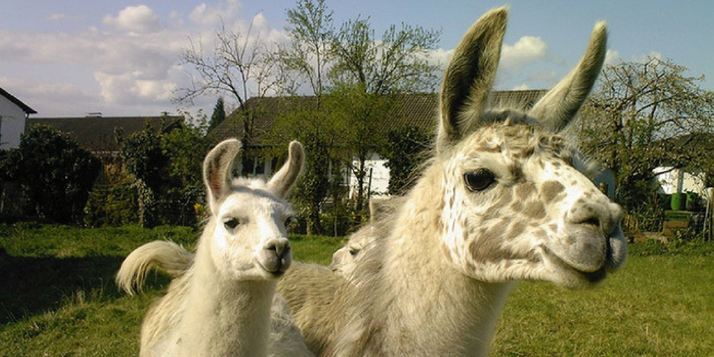 Lama Wanderung im Pfälzer Wald inklusive Lamaführerschein für 9€