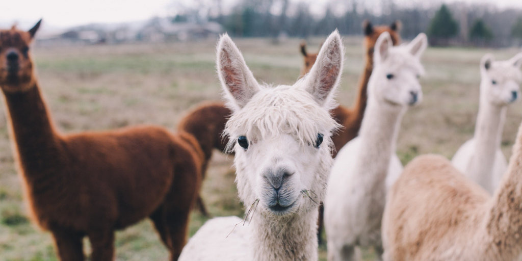 Alpaka Farm: Wanderung mit Extras ab 39€ p.P. (bei 2 Leuten)